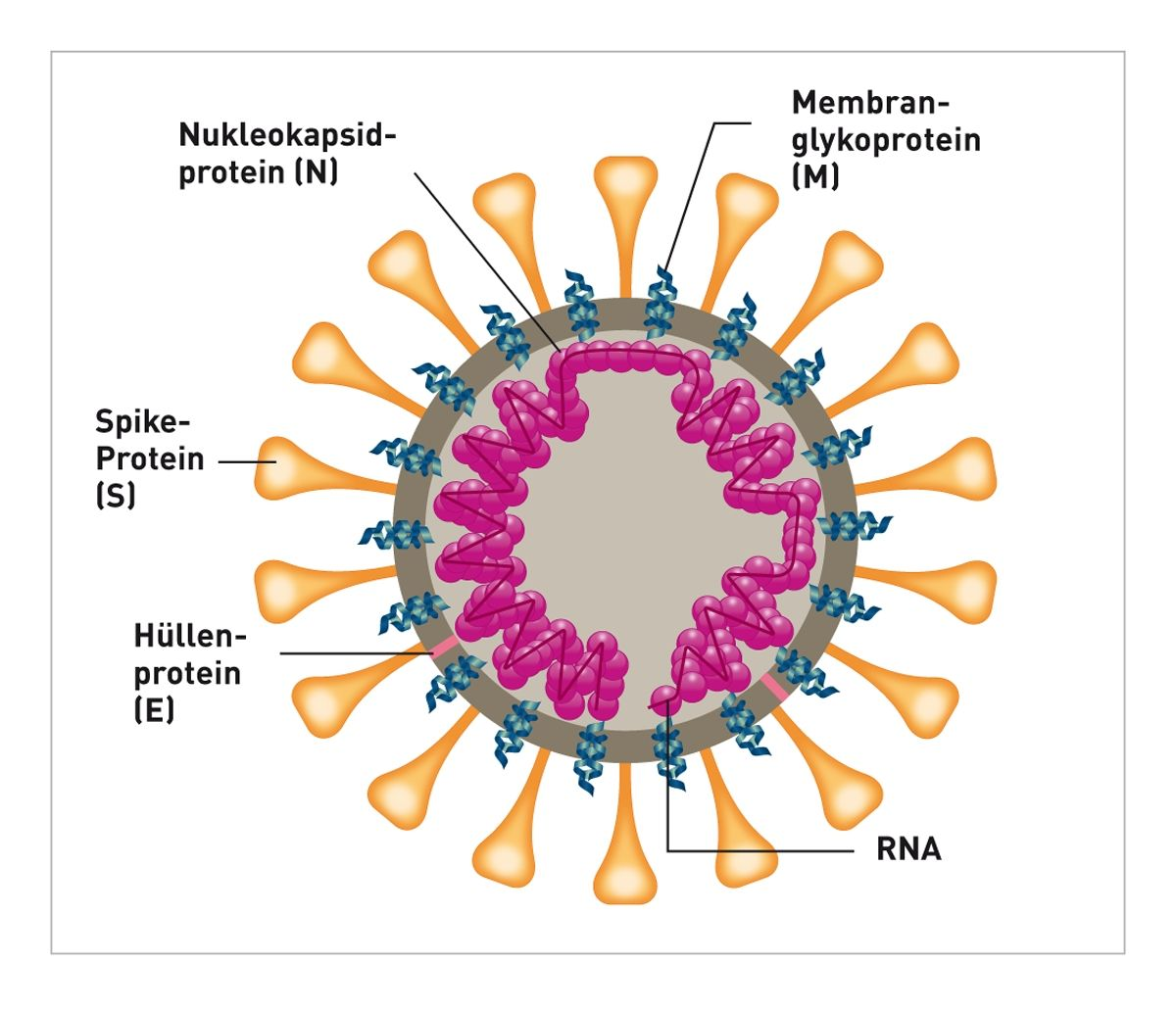 Feline Infektiöse Peritonitis | Royal Canin