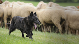 Nutritional Needs Of HERDING Dogs Eukanuba