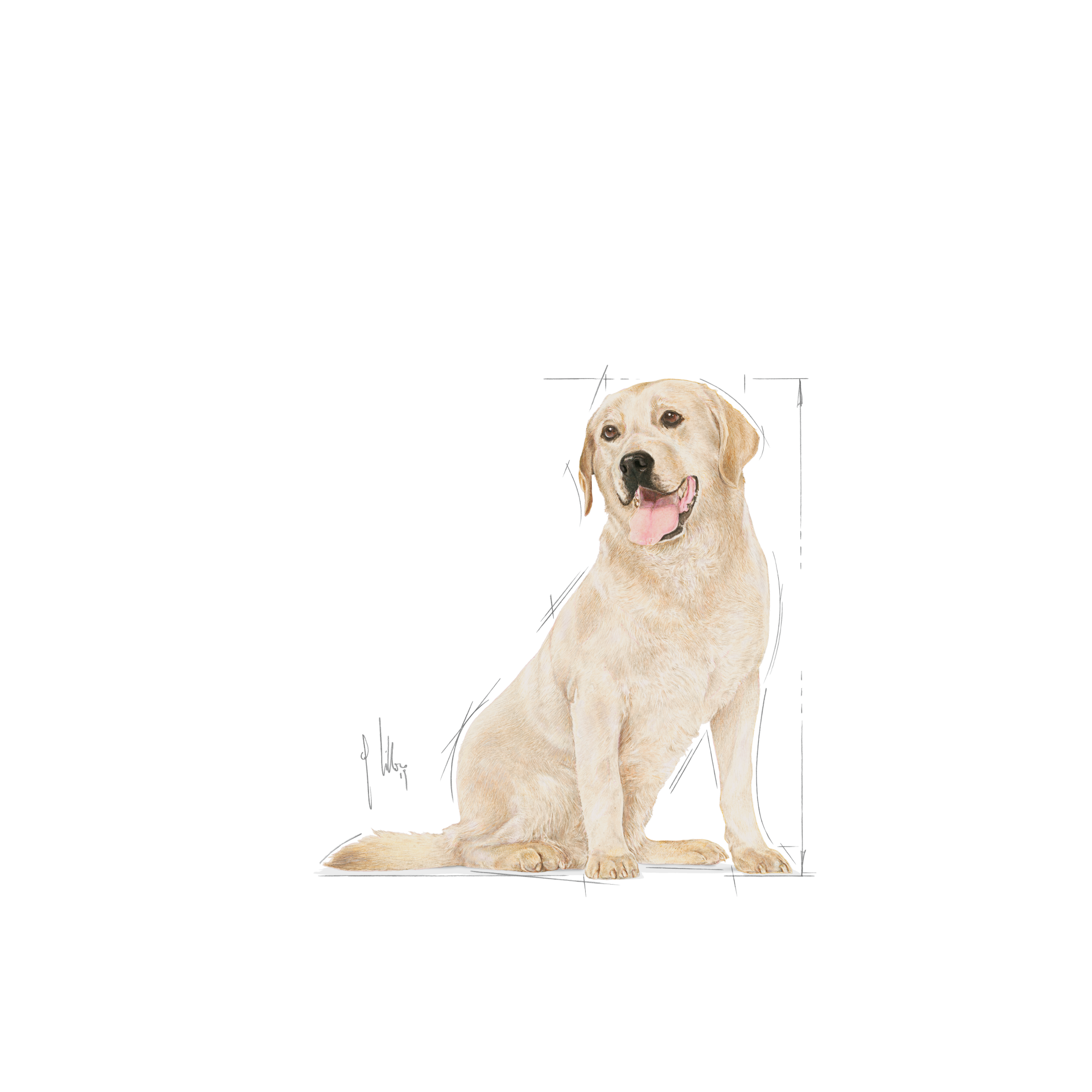 Royal Canin Labrador Retriever 5+ kuivtoit | Royal Canin EE