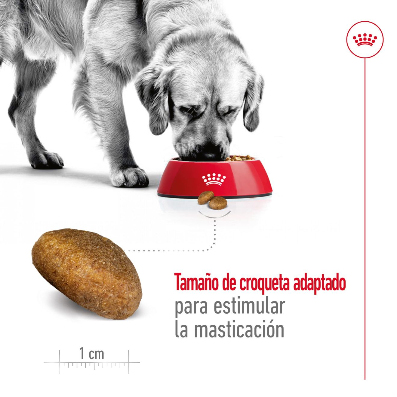 SHN Maxi Adult | Royal Canin ES
