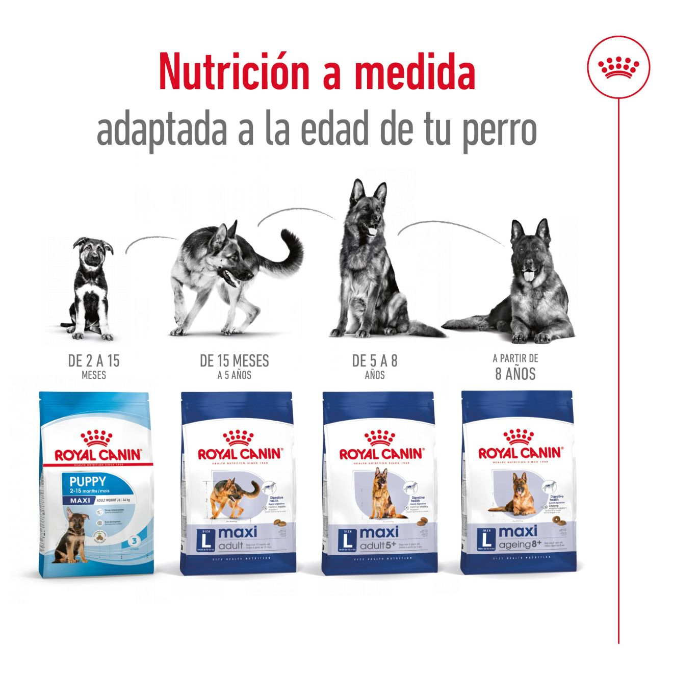 Maxi Adult | Royal Canin ES