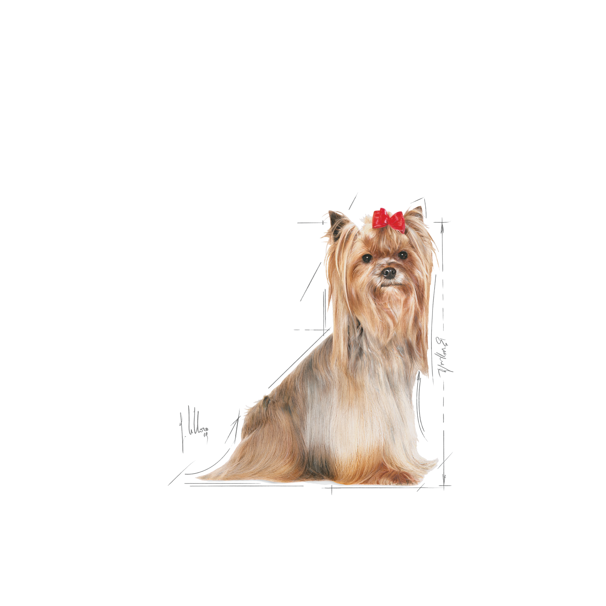 Yorkshire Terrier Adult 8+ Adult Dry Dog Food | Royal Canin US