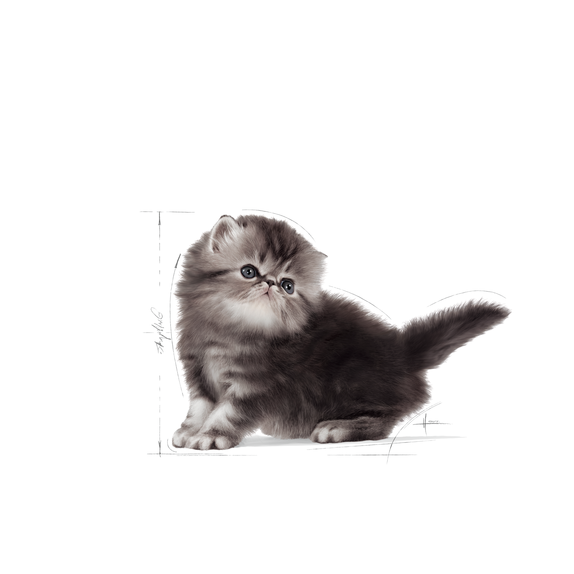 Persian Kitten | Royal Canin IN