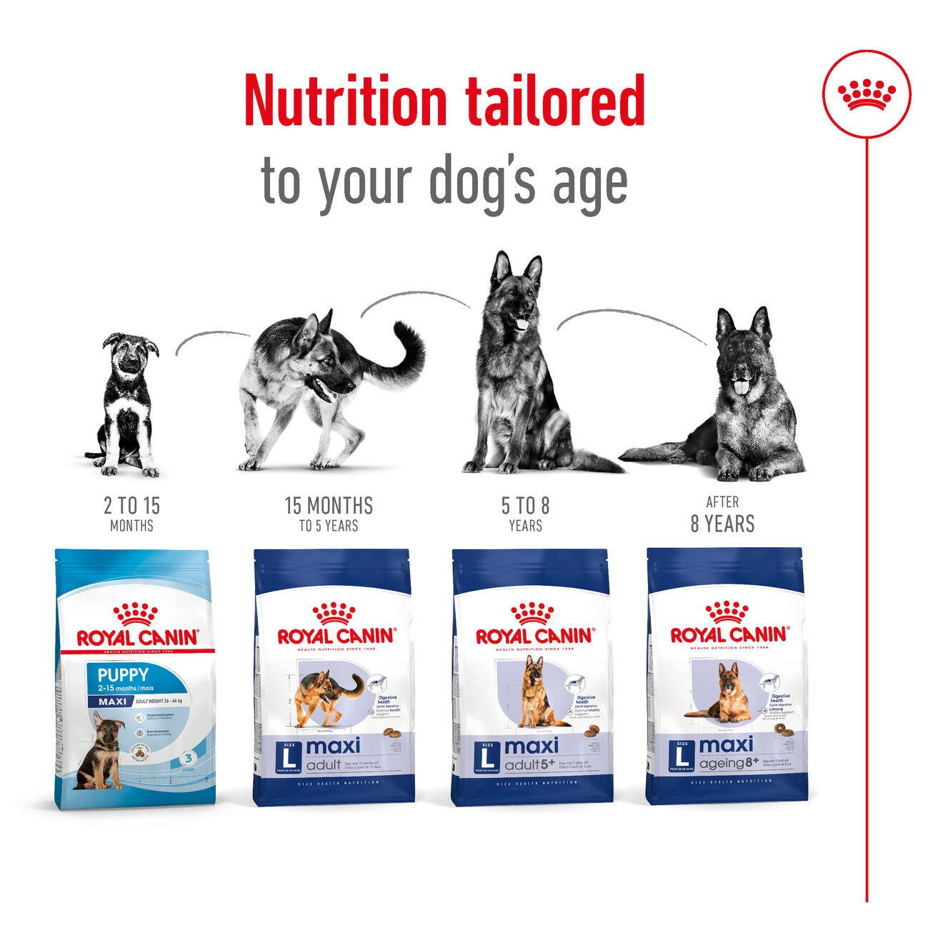 Maxi Adult – Dog Food | Royal Canin UK