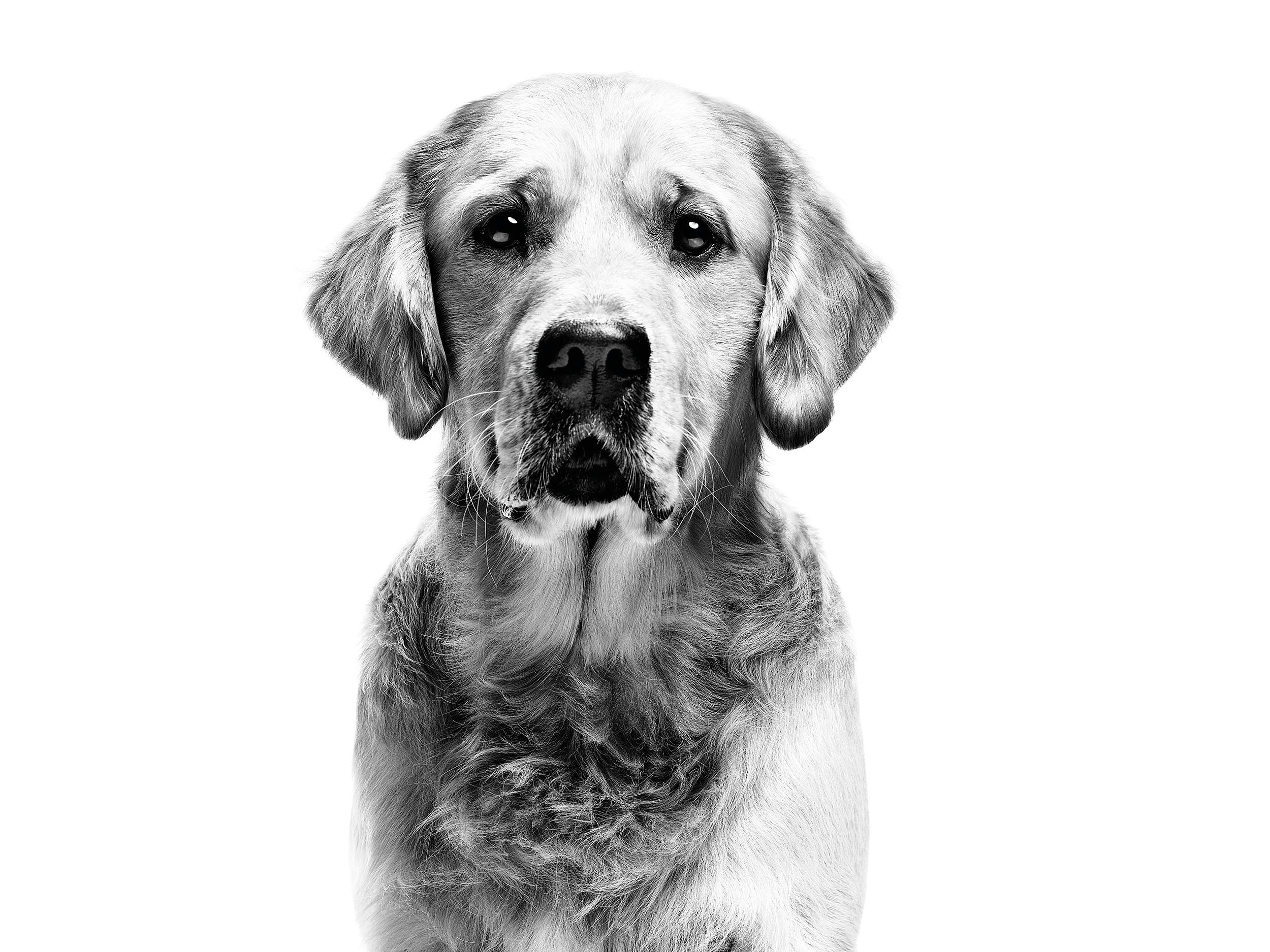 Pueden Los Golden Retriever Tener Blanco En Ellos