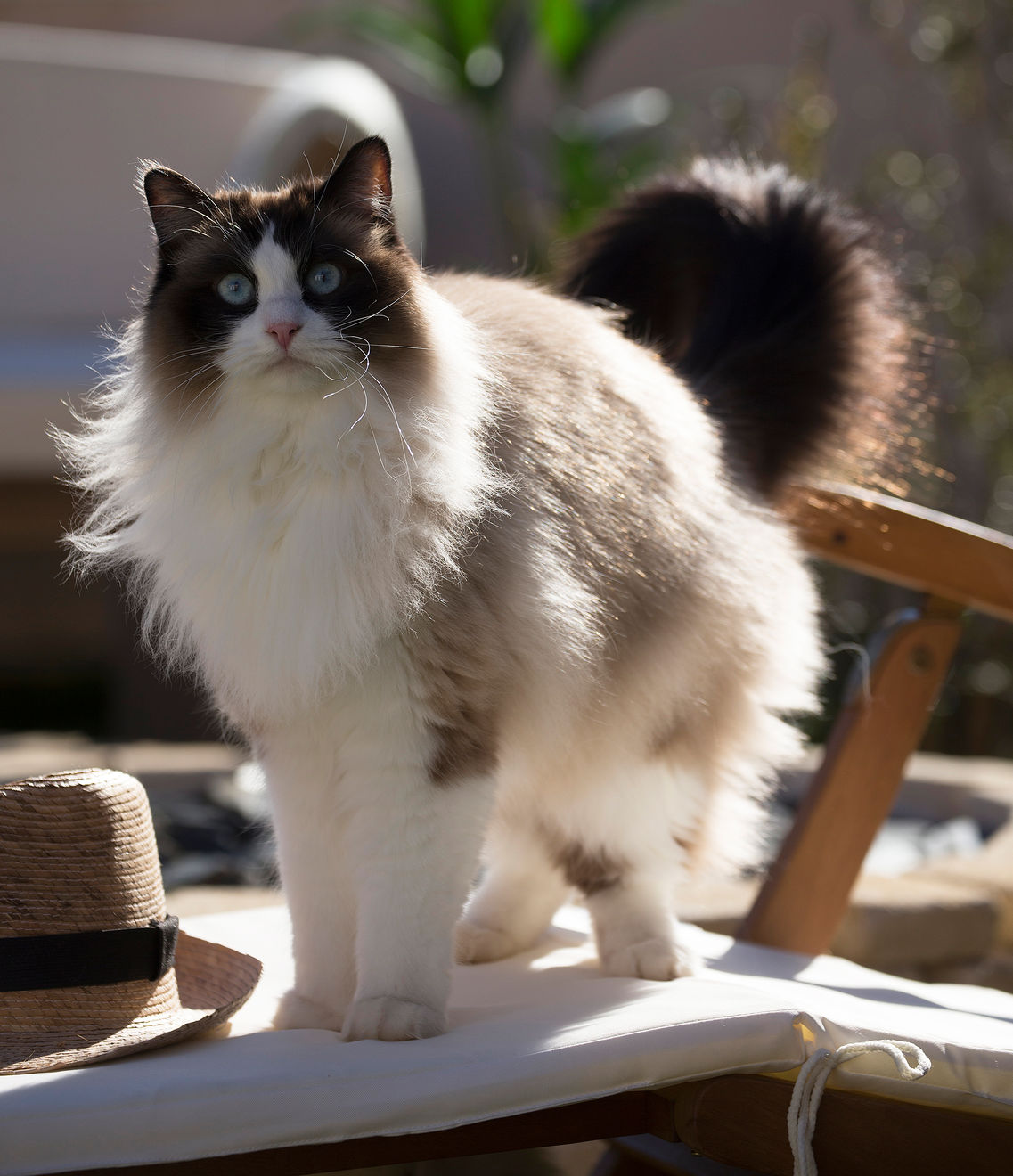 Ragdoll: karakter, gezondheid, voeding | Royal Canin NL